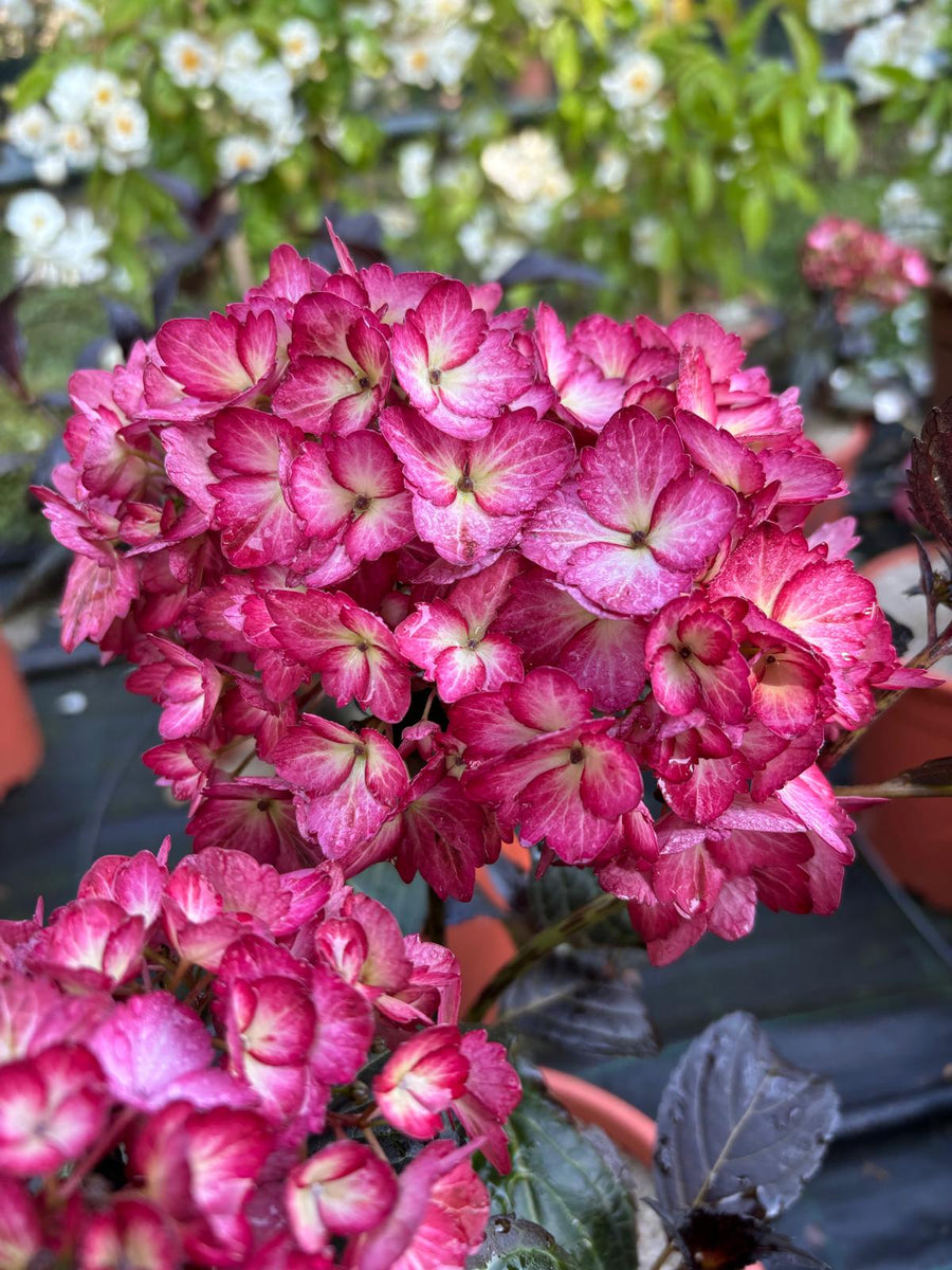 Hydrangea Macrophylla 'Eclipse' – Vivai Pozzo