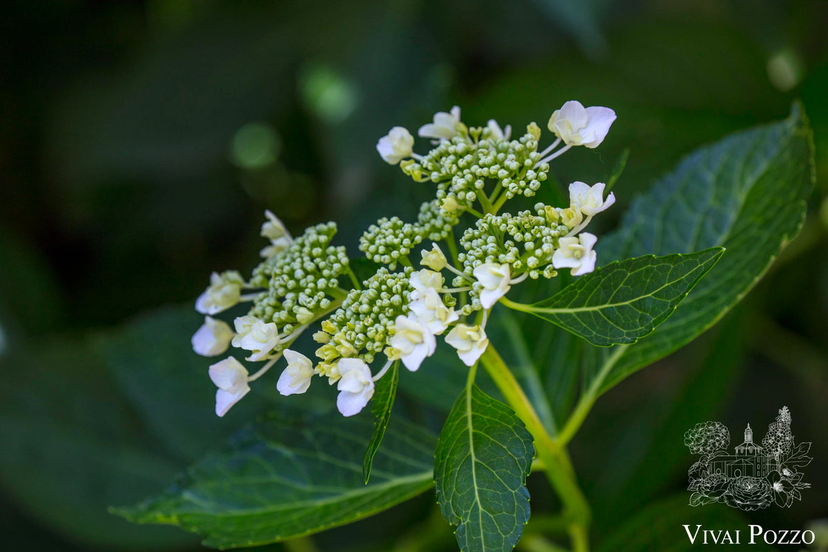 Hydrangea Macrophylla 'Fireworks' – Vivai Pozzo