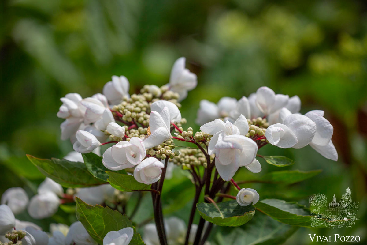 Hydrangea Macrophylla 'Choco Chic' – Vivai Pozzo