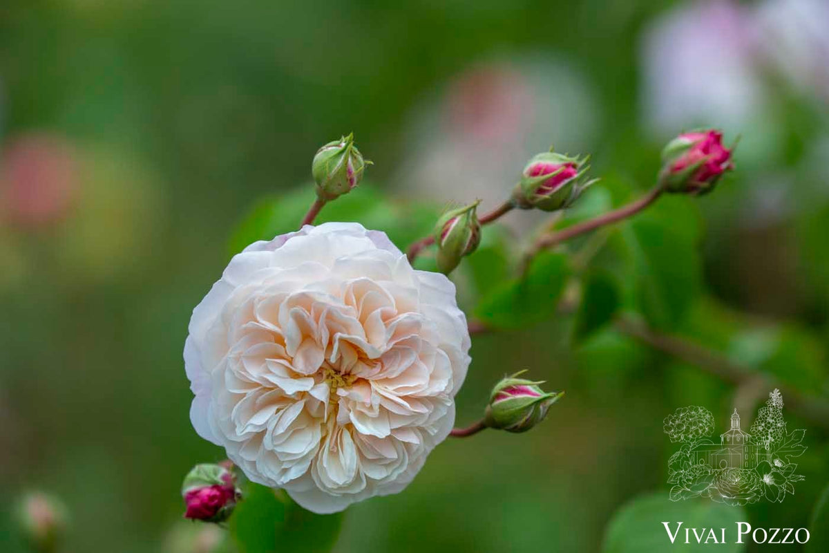 The Albrighton Rambler (Rambling) – Vivai Pozzo